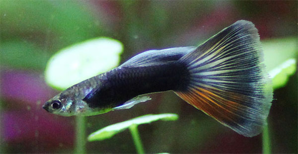 구피(Guppy) Poecilia reticulata