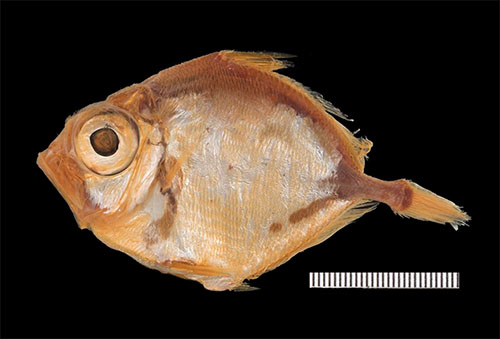 달고기목 Order Zeiformes(dories)