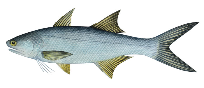 네날가지(Fourfinger threadfin). Eleutheronema tetradactylum (Shaw, 1804).