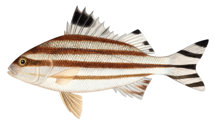 네줄벤자리(Largescale grunter). Terapon theraps(Cuvier, 1829).
