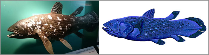 실러캔스 Coelacanth Latimeria Chalumnae Smith 1939