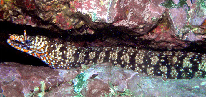 알락곰치(Leopard moray eel). Enchelycore pardalis