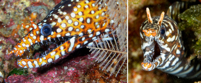 알락곰치(Leopard moray eel). Enchelycore pardalis