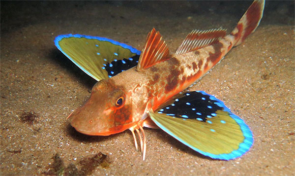 블루핀성대(Bluefin gurnard).Chelidonichthys kumu(G. Cuvier, 1829) Family 310