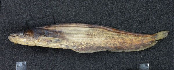 아스리토텔레스 메기(Aristotle's catfish). Silurus aristotelis