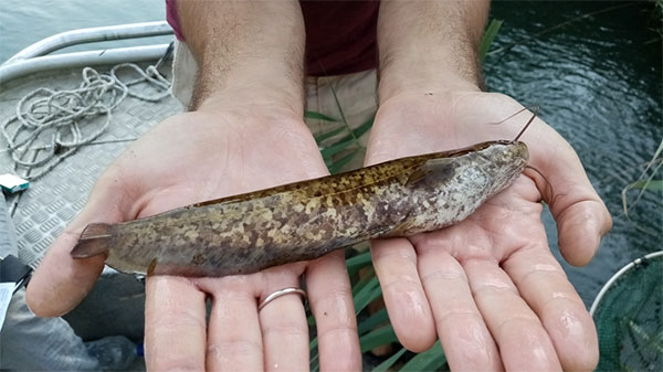 아스리토텔레스 메기(Aristotle's catfish). Silurus aristotelis