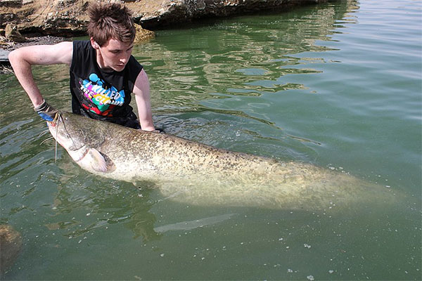 아스리토텔레스 메기(Aristotle's catfish). Silurus aristotelis