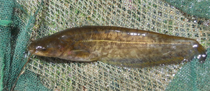 아스리토텔레스 메기(Aristotle's catfish). Silurus aristotelis