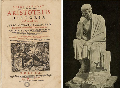 아스리토텔레스 메기(Aristotle's catfish). Silurus aristotelis