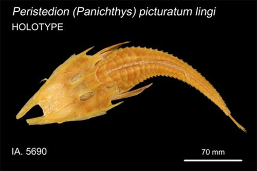 기점별성대(Robust armoured-gurnard). Satyrichthys welchi