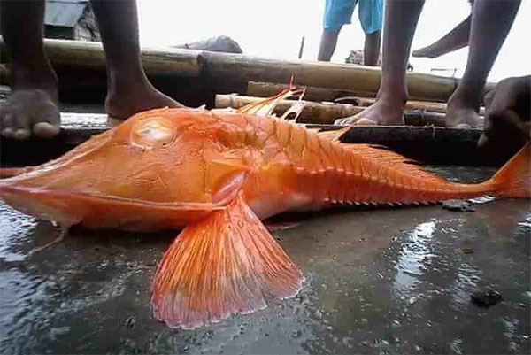 기점별성대(Robust armoured-gurnard). Satyrichthys welchi