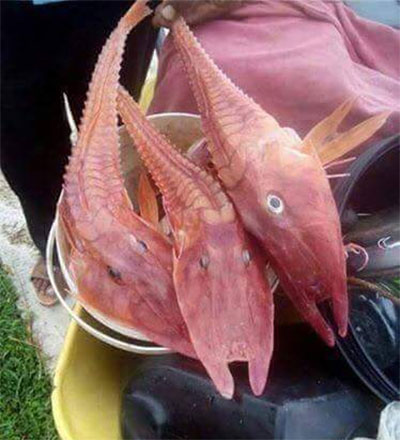 기점별성대(Robust armoured-gurnard). Satyrichthys welchi