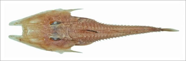 기점별성대(Robust armoured-gurnard). Satyrichthys welchi