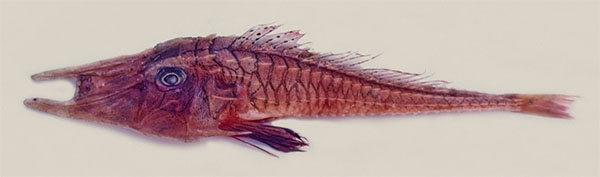 기점별성대(Robust armoured-gurnard). Satyrichthys welchi