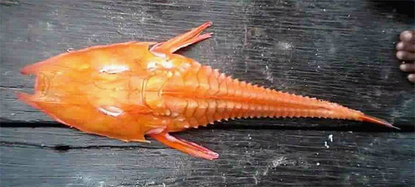 기점별성대(Robust armoured-gurnard). Satyrichthys welchi