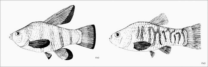 열대송사리과 Cyprinodontidae(Pupfishes)