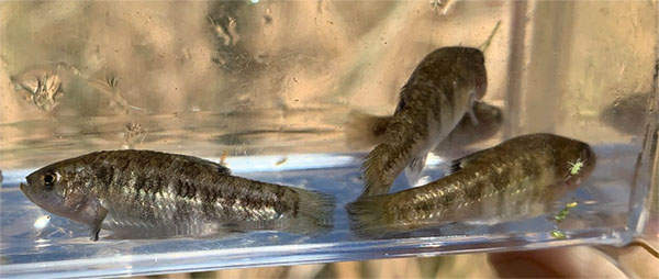 열대송사리과 Cyprinodontidae(Pupfishes)