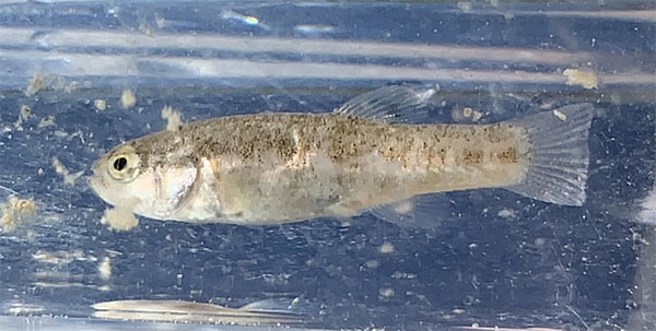 열대송사리과 Cyprinodontidae(Pupfishes)
