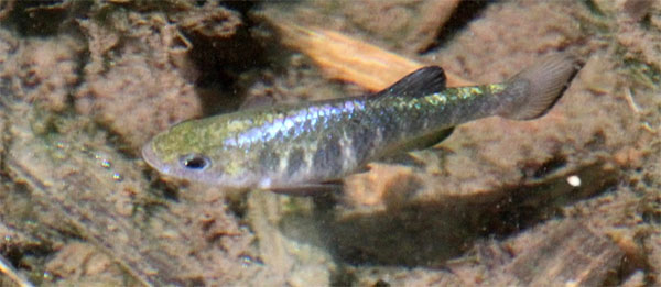 열대송사리과 Cyprinodontidae(Pupfishes)
