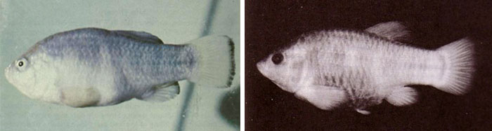 열대송사리과 Cyprinodontidae(Pupfishes)