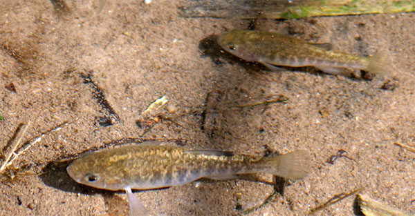 열대송사리과 Cyprinodontidae(Pupfishes)