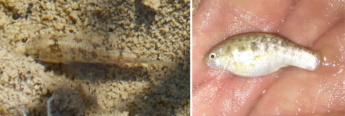 열대송사리과 Cyprinodontidae(Pupfishes)