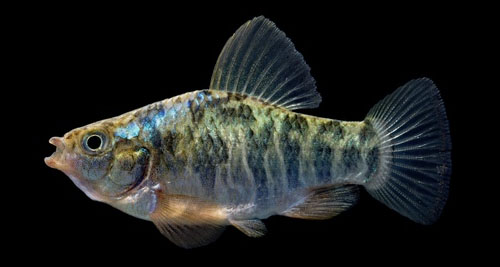 열대송사리과 Cyprinodontidae(Pupfishes)