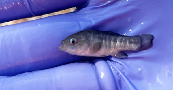 열대송사리과 Cyprinodontidae(Pupfishes)