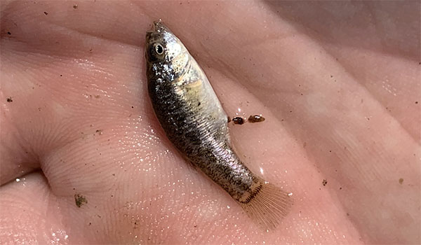 열대송사리과 Cyprinodontidae(Pupfishes)