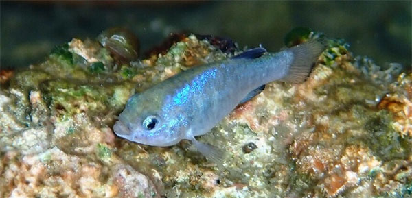 열대송사리과 Cyprinodontidae(Pupfishes)
