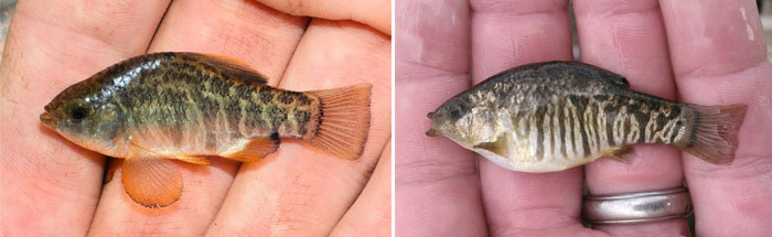 열대송사리과 Cyprinodontidae(Pupfishes)