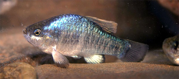 열대송사리과 Cyprinodontidae(Pupfishes)