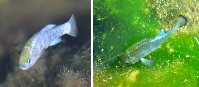 열대송사리과 Cyprinodontidae(Pupfishes)