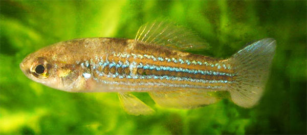 열대송사리과 Cyprinodontidae(Pupfishes)