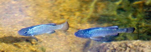 열대송사리과 Cyprinodontidae(Pupfishes)