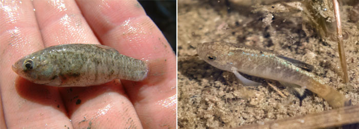 열대송사리과 Cyprinodontidae(Pupfishes)
