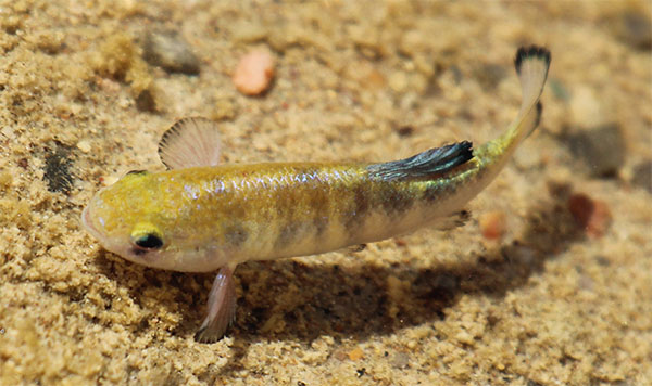 열대송사리과 Cyprinodontidae(Pupfishes)