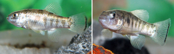 열대송사리과 Cyprinodontidae(Pupfishes)