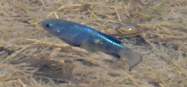 열대송사리과 Cyprinodontidae(Pupfishes)