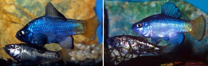 열대송사리과 Cyprinodontidae(Pupfishes)