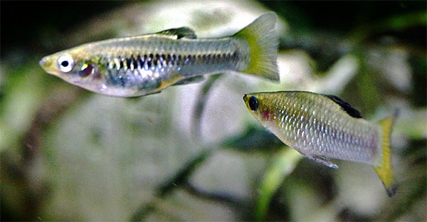 태생열대송사리과(포에킬리아과) Family Poeciliidae(Poeciliids, Livebearers)