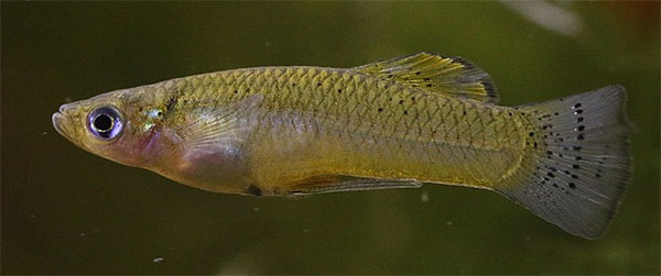 태생열대송사리과(포에킬리아과) Family Poeciliidae(Poeciliids, Livebearers)