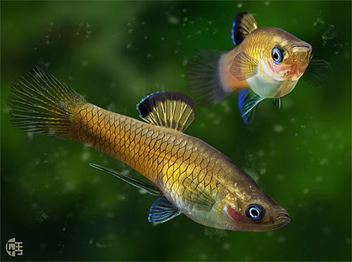 태생열대송사리과(포에킬리아과) Family Poeciliidae(Poeciliids, Livebearers)