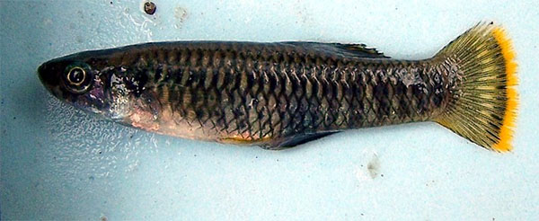 태생열대송사리과(포에킬리아과) Family Poeciliidae(Poeciliids, Livebearers)