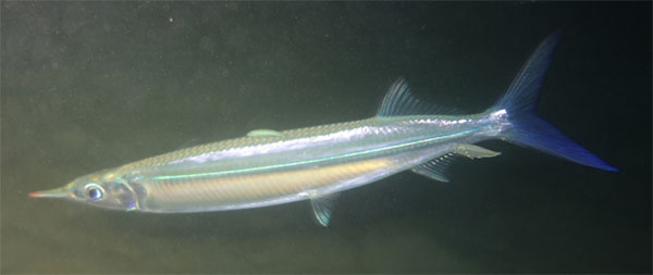 살공치(살꽁치). Quoy's garfish. Hyporhamphus quoyi