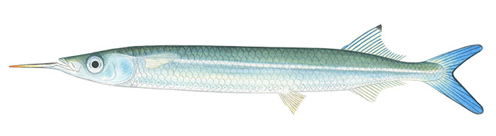 살공치(살꽁치). Quoy's garfish. Hyporhamphus quoyi