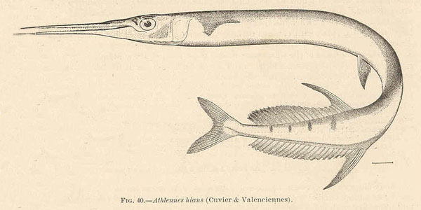 물동갈치(Flat needlefish). Ablennes hians