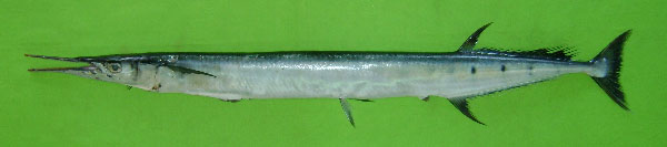 물동갈치(Flat needlefish). Ablennes hians