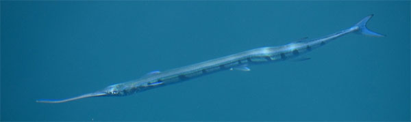 물동갈치(Flat needlefish). Ablennes hians