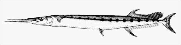 물동갈치(Flat needlefish). Ablennes hians